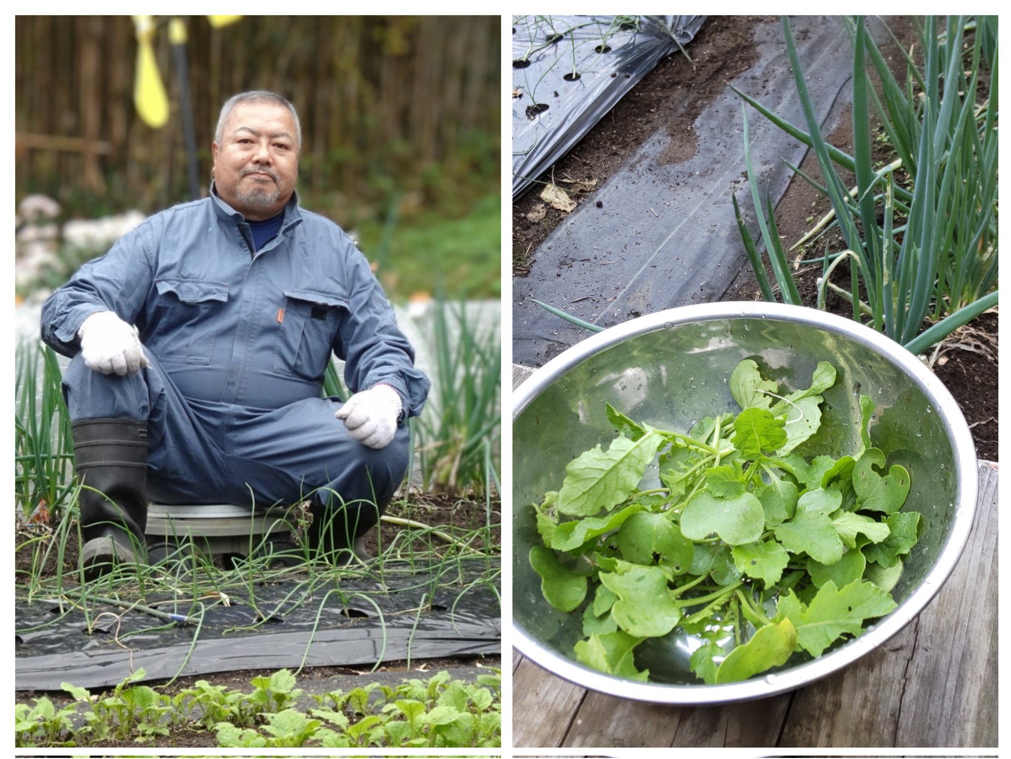 YUSUKE（ユウスケ） on Twitter: "明日から雨で寒いらしいから、慌てて玉ねぎの定植と大根の間引き! https://t.co/FF4F5i1Jrh" / Twitter