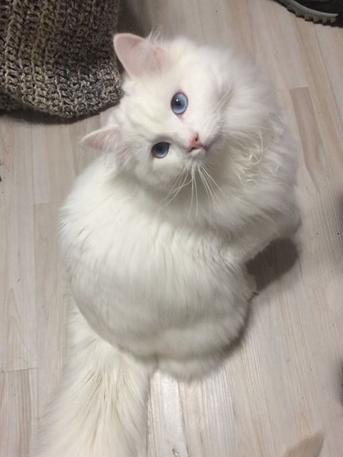 Minyak Telon on Twitter: "- jiharu/hoonruto au - ️ Si Oyen Hilang ️ https://t.co/zEYnyC1Q2r ...