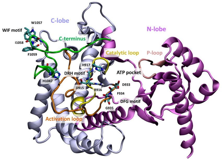 Protein Folding Here we will look at the basics of how proteins fold ...