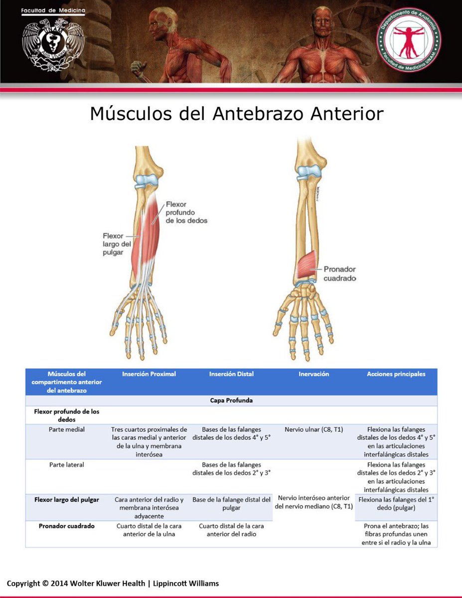 Anatomia FacMed on Twitter: "Músculos Profundos del Antebrazo"