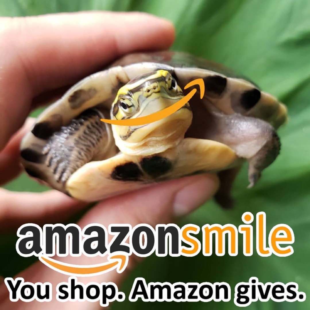 Smiling Turtle Toothbrush