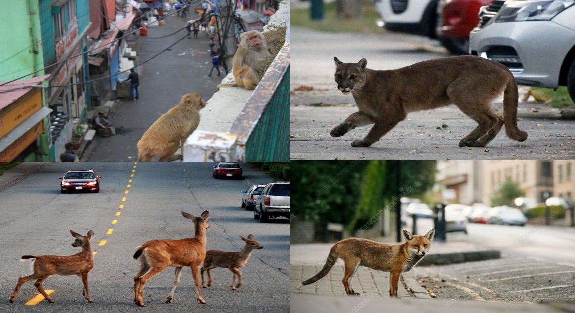 Animals Competing For Territory