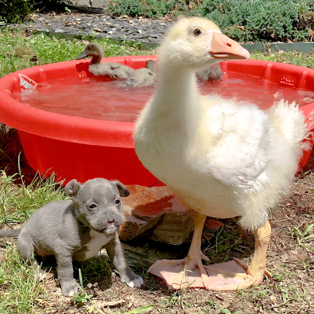 Watch this dwarf pit bull puppy grow up to boss around every animal in ...