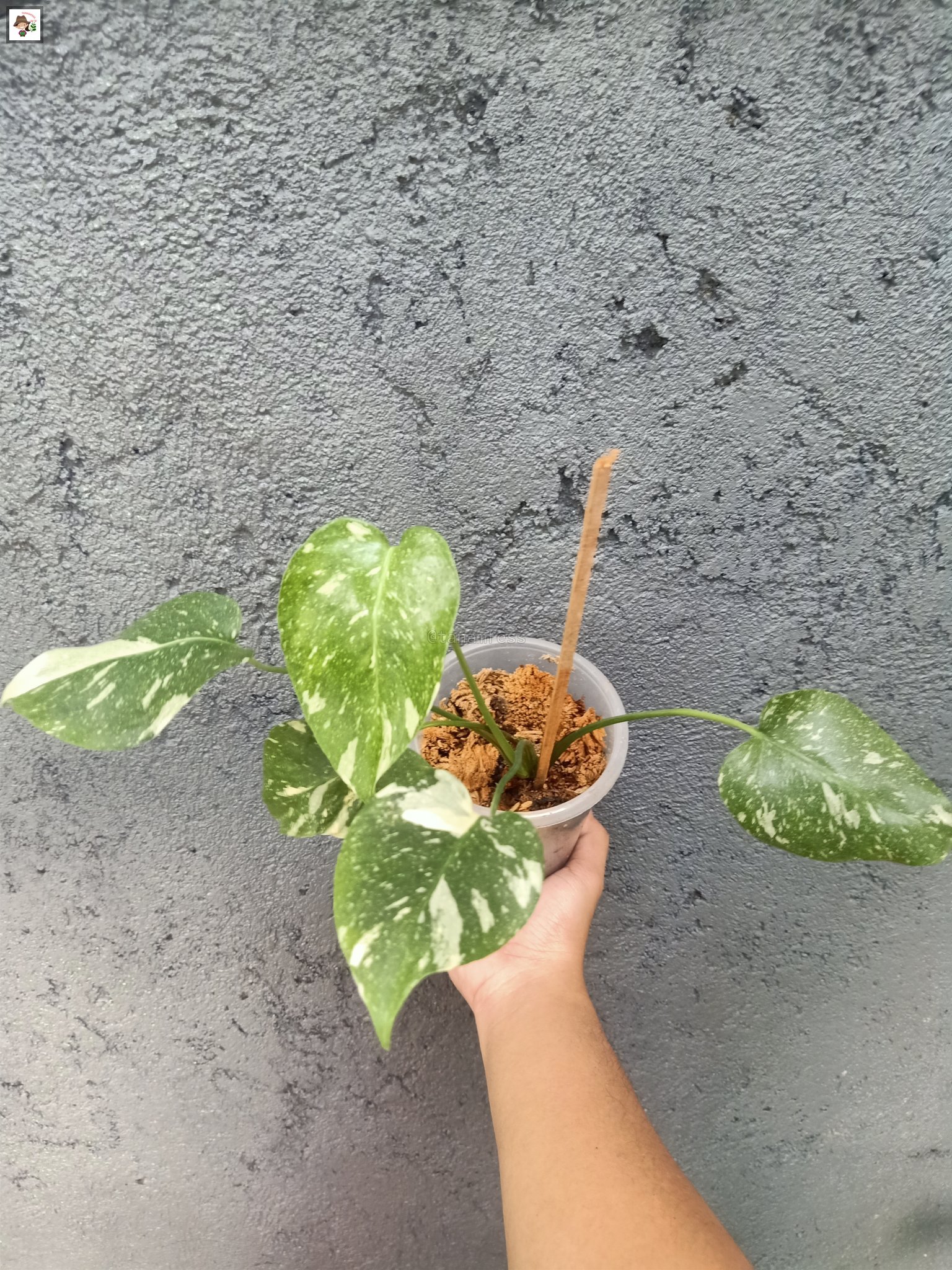🌿TANAMFESS (Opfoll Cek📌) on Twitter: 🌿TANAMFESS (Opfoll Cek📌) on Twitter: