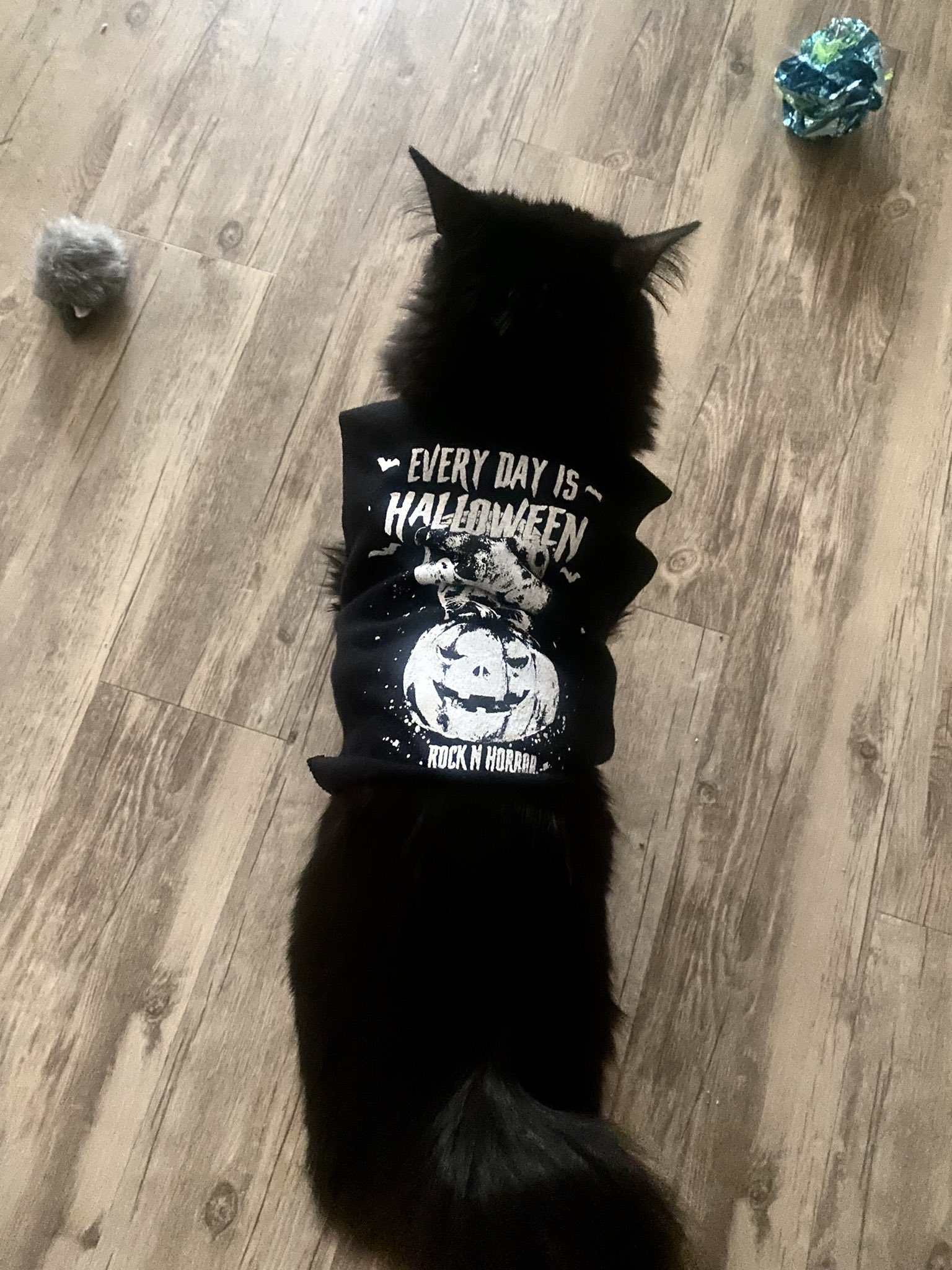 TW Pornstars - 1 pic. Lizzy Borden. Twitter. Just a break in the feed ...