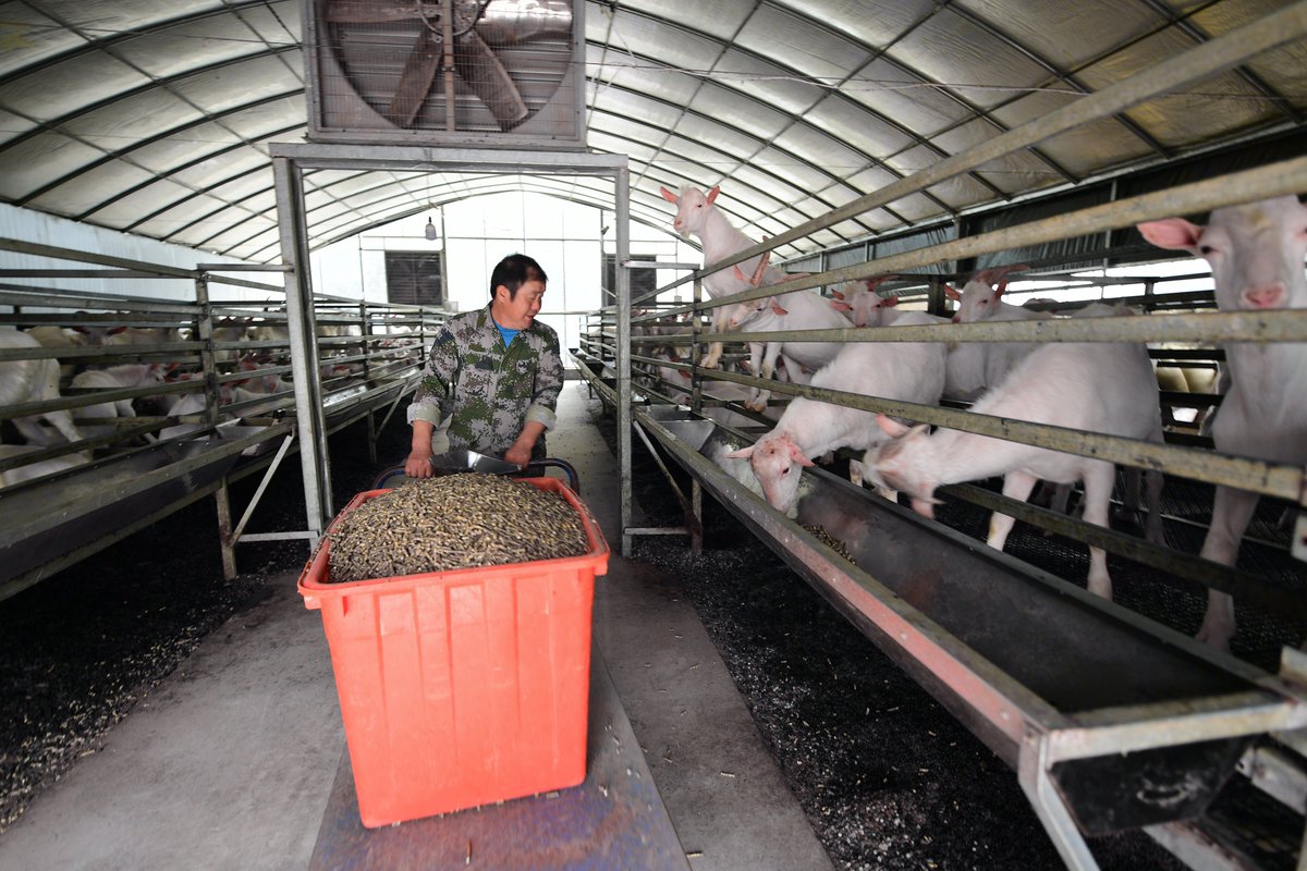 A keeper can be seen feeding goats and cleaning up sheep excrement in ...
