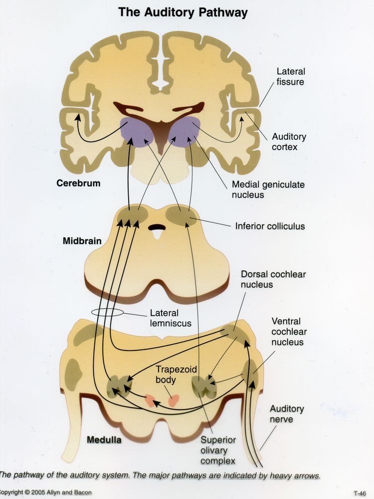 What Where Auditory Pathway