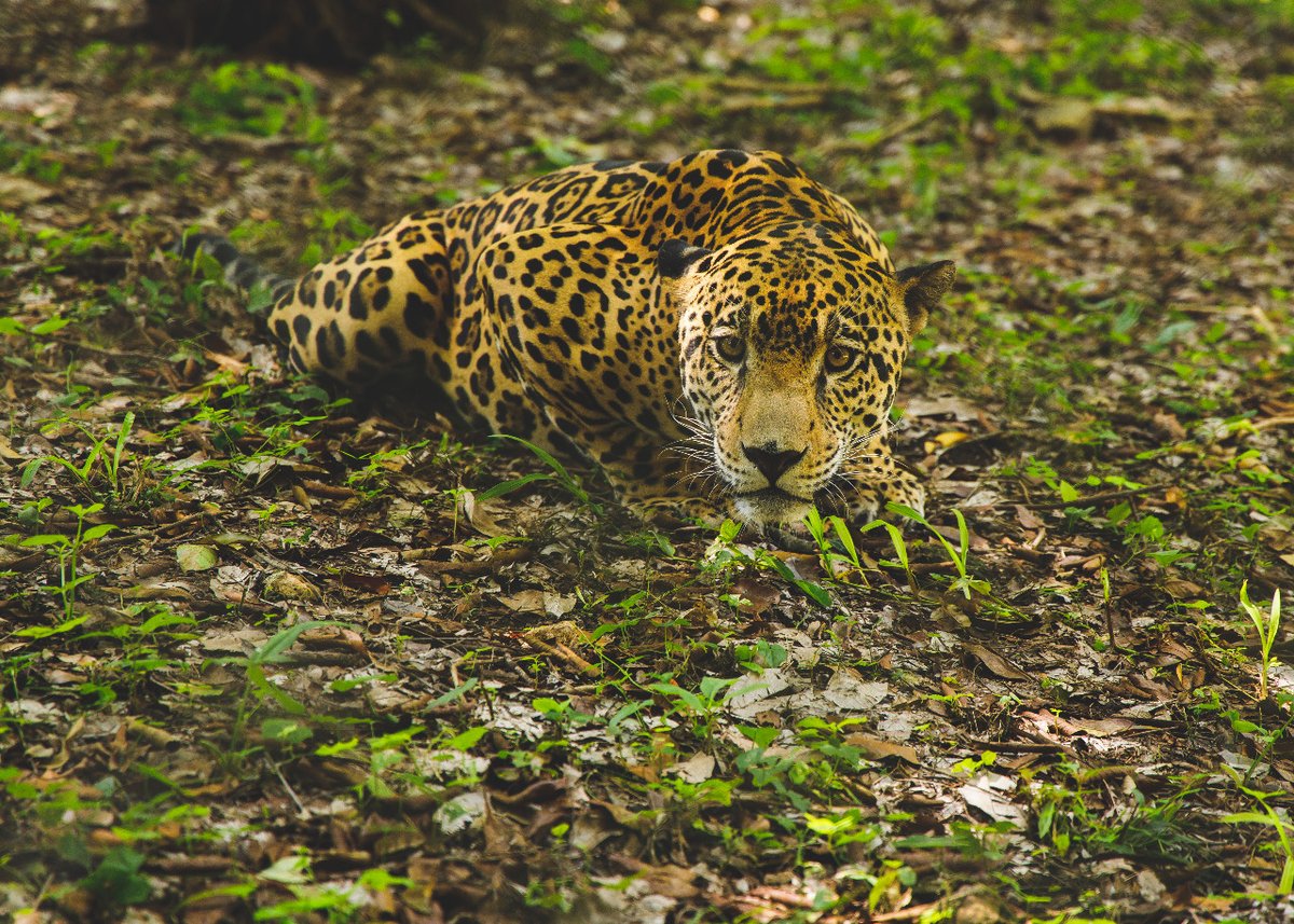 Impresionante 😍 La belleza del rey de la selva guatemalteca 🐅🇬🇹 Cada 29 ...