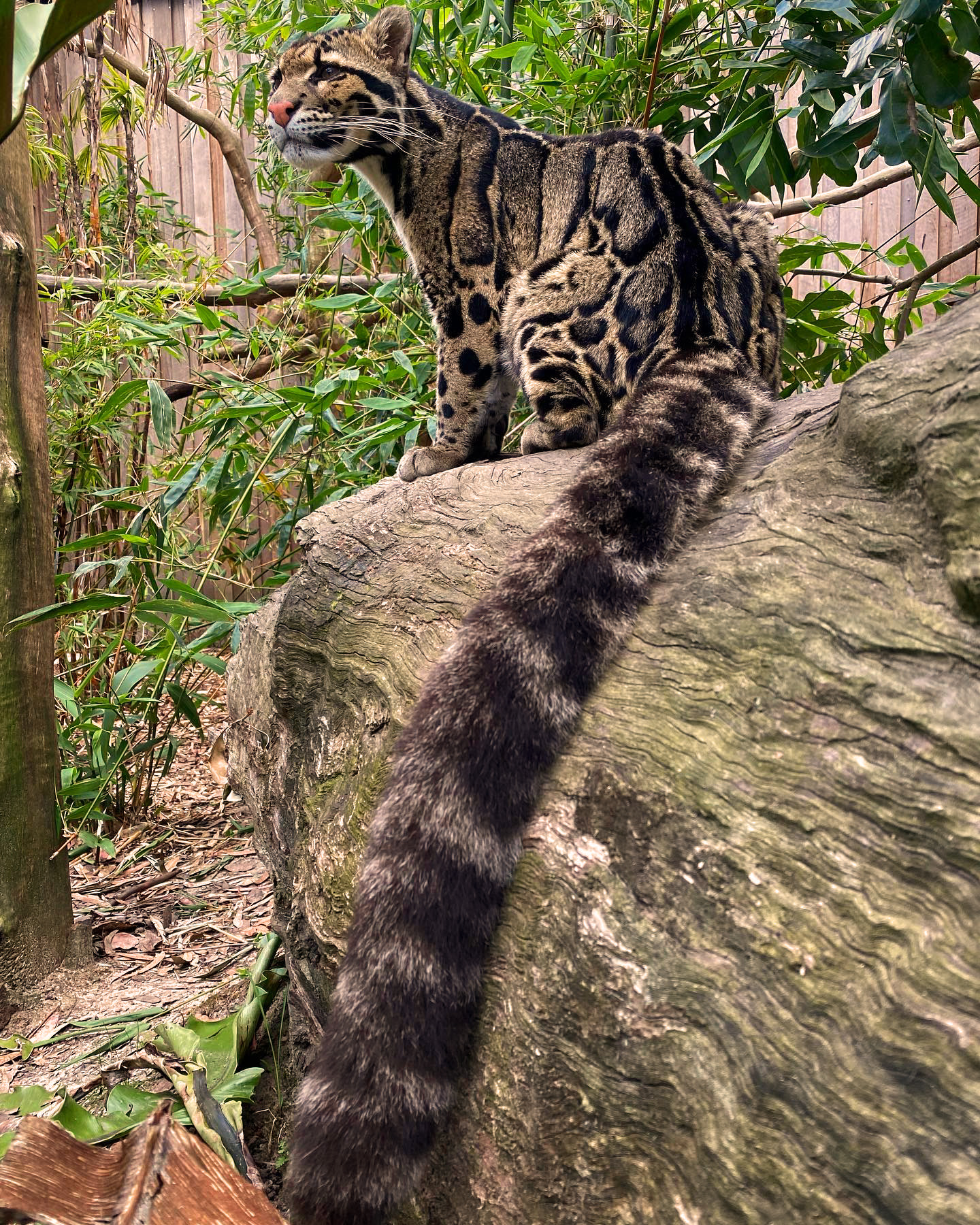 Wild Cat Conservation Centre Clouded Leopards Have Got The Longest Tail ...