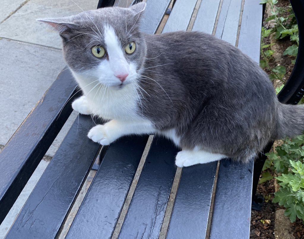 Soggy Cat enjoyer 🐈 on Twitter: "found in the wild https://t.co/uYxTp4ZruZ" / Twitter