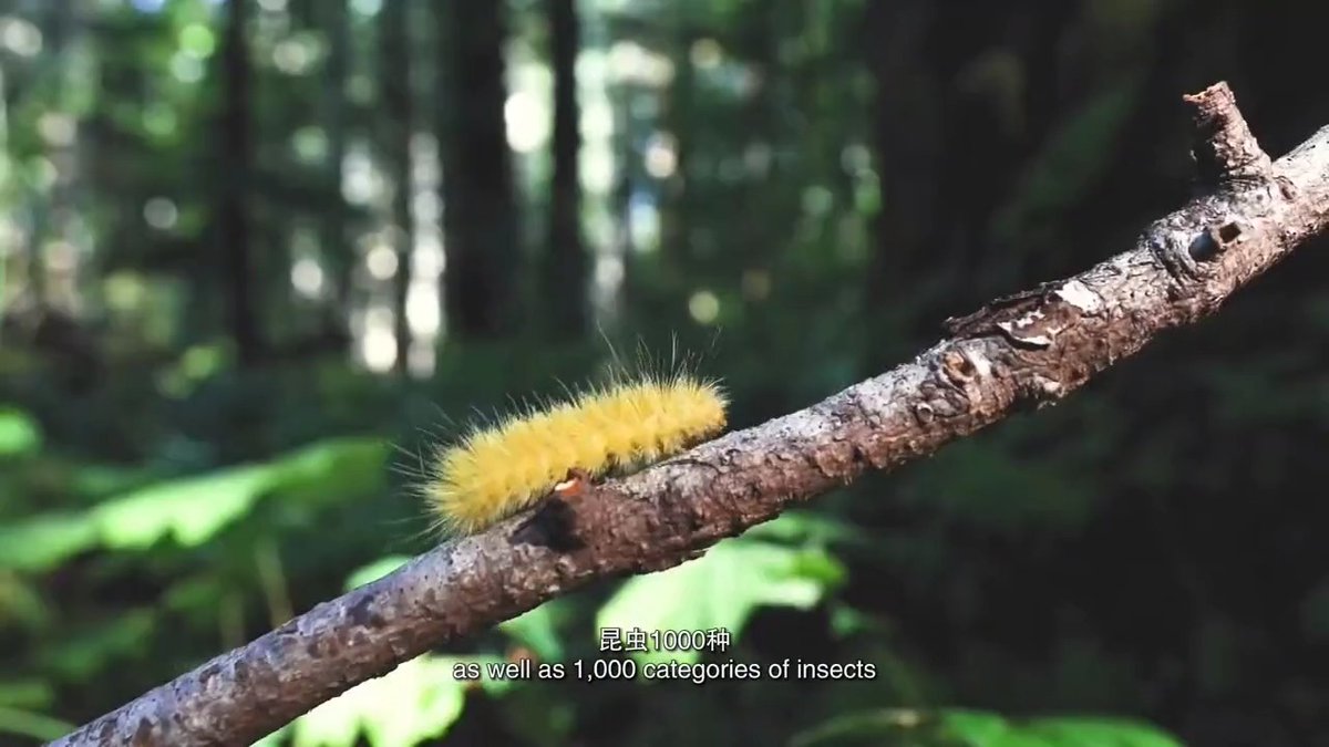 Known as the “insect kingdom of North China”, Baxianshan National ...