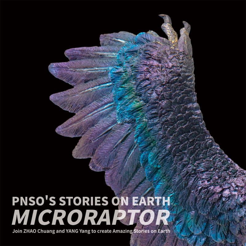 PNSO on Twitter: "Gaoyuan the Microraptor was a four-winged dinosaur, meaning it had wings on ...