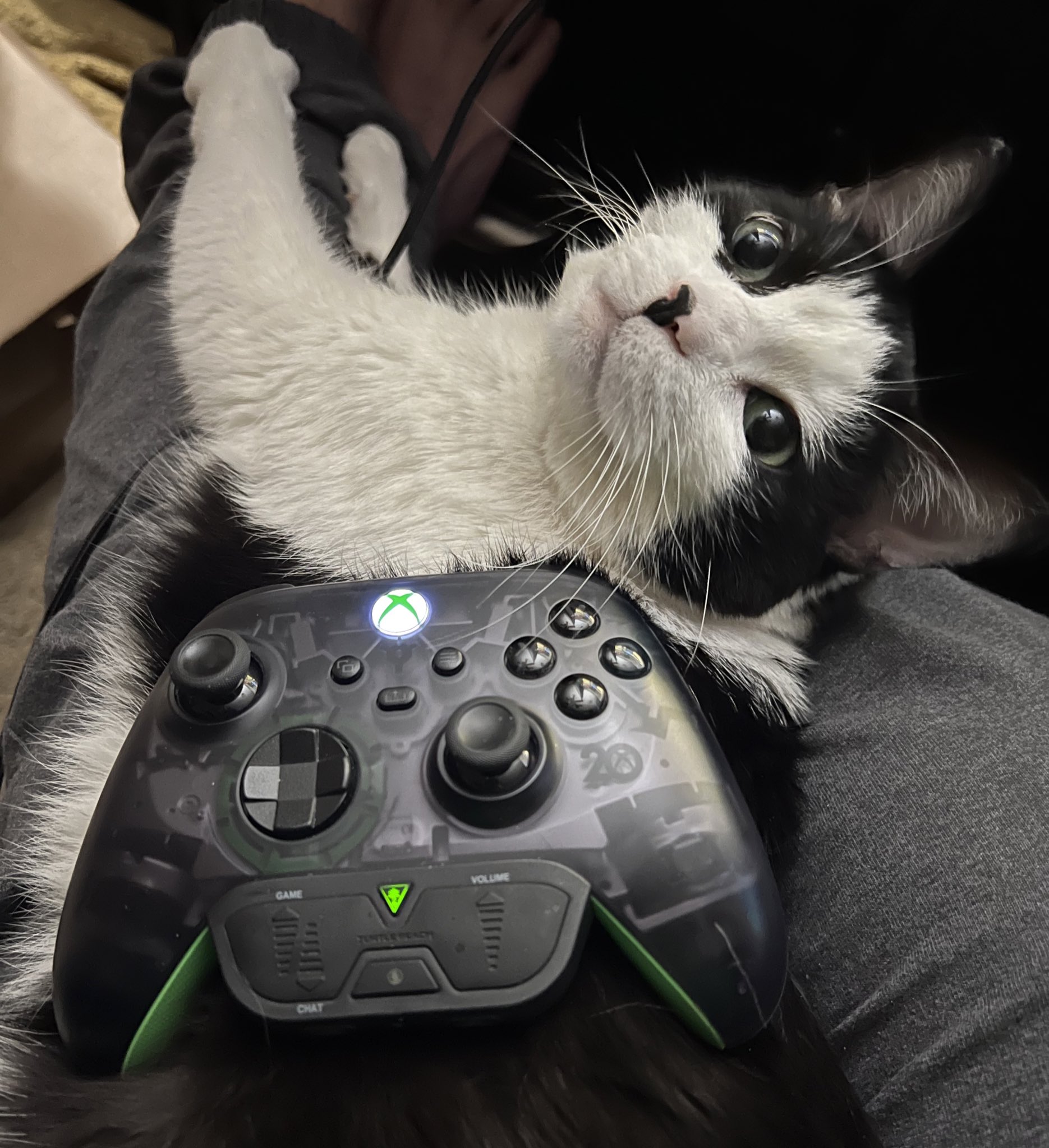 Cat Playing Xbox 360