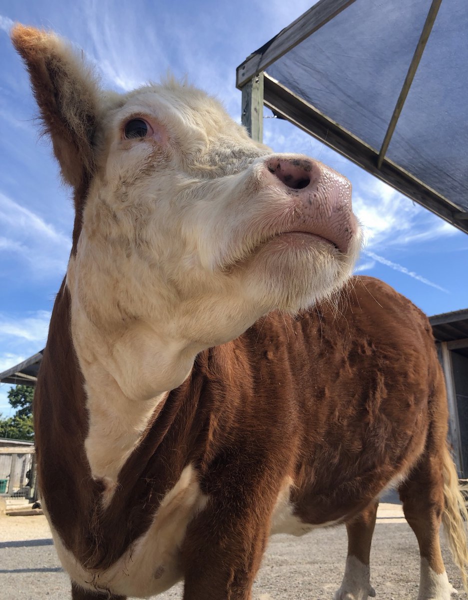 Creation Museum On Twitter Promise Wants You To Promise To Visit Her