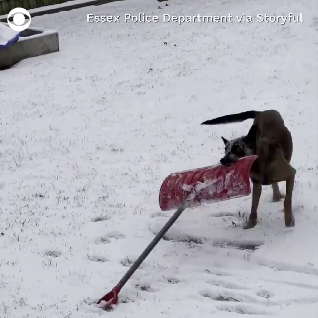 CBS News On Twitter This Police K9 Named Nova Grabbed A Snow Shovel cbs-news-on-twitter-this-police-k9-named-nova-grabbed-a-snow-shovel