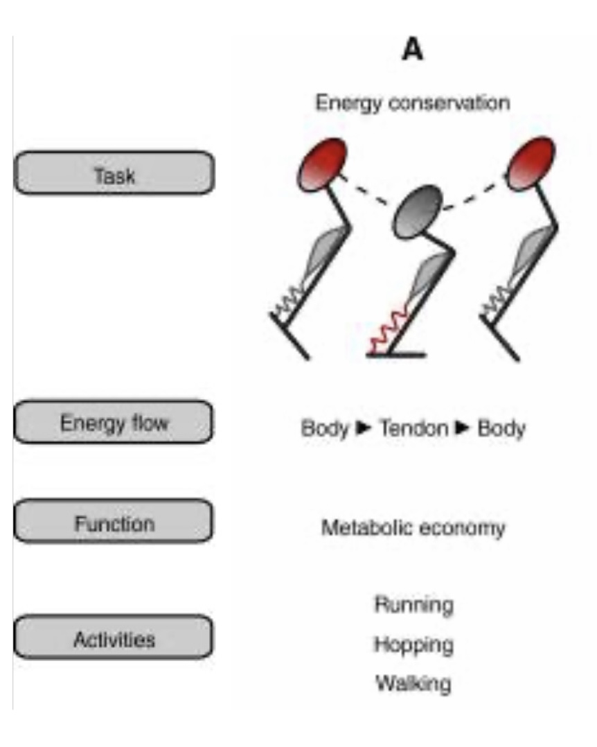 Tendon doesn’t do anything on its own. It’s dumb. It needs muscle to ...
