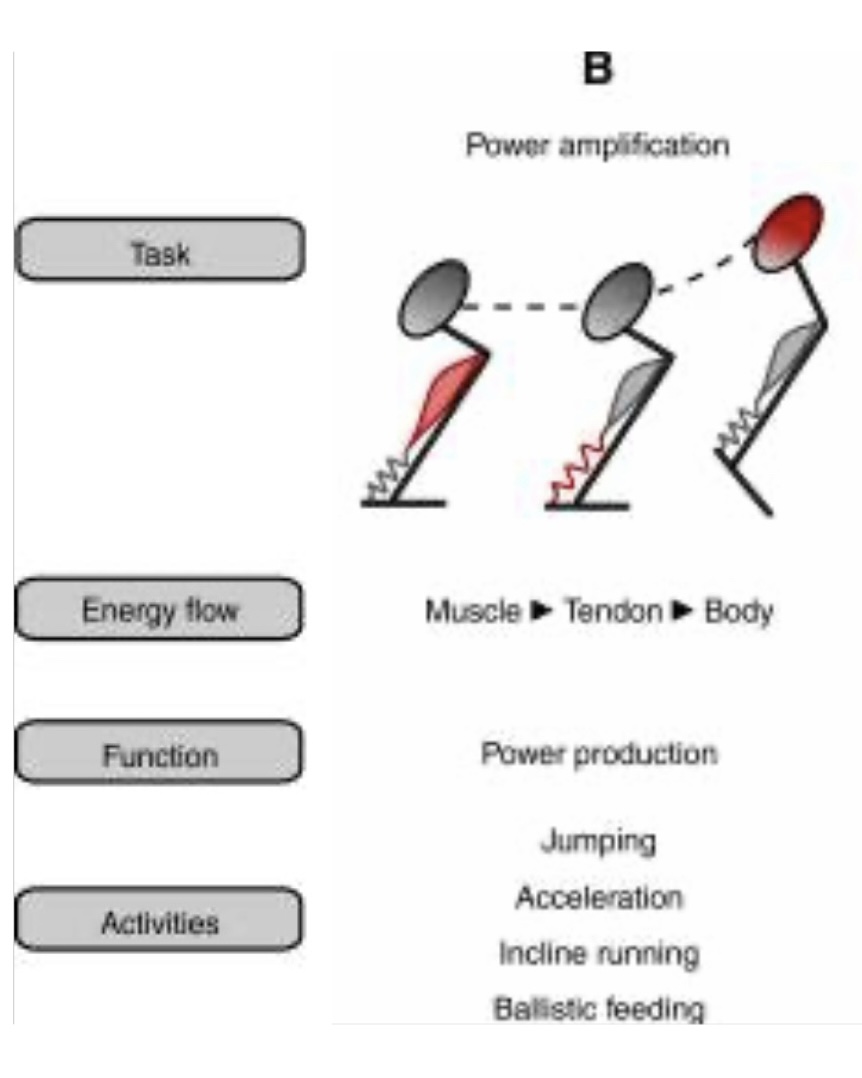Tendon doesn’t do anything on its own. It’s dumb. It needs muscle to ...