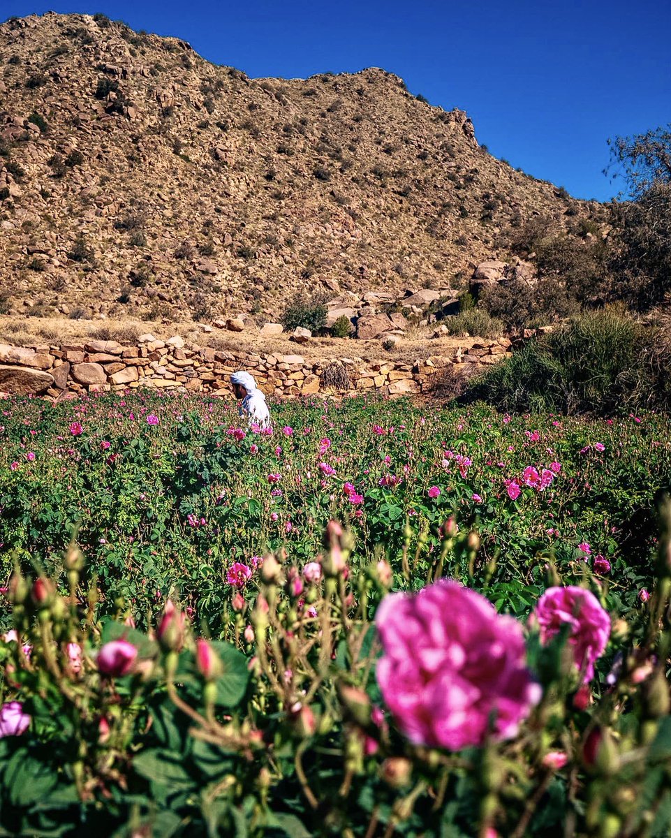 Every spring roses bloom in the western Saudi city of Taif, turning ...