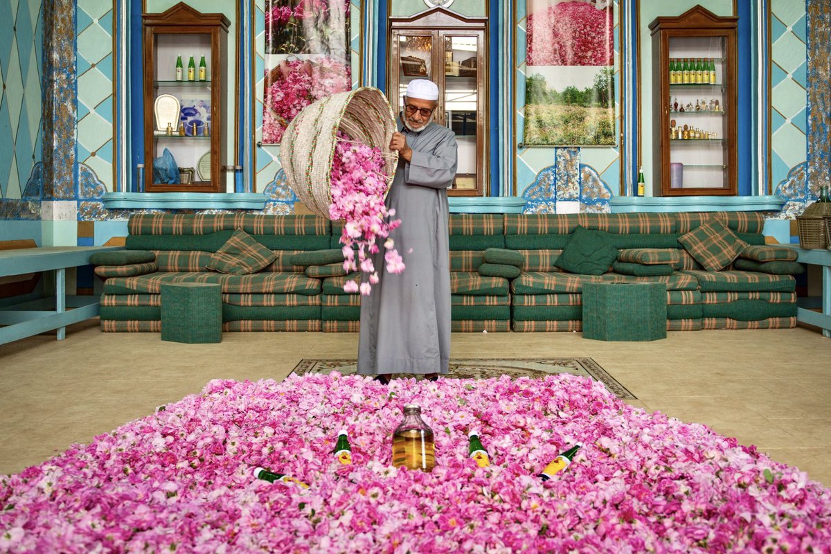 Every spring roses bloom in the western Saudi city of Taif, turning ...