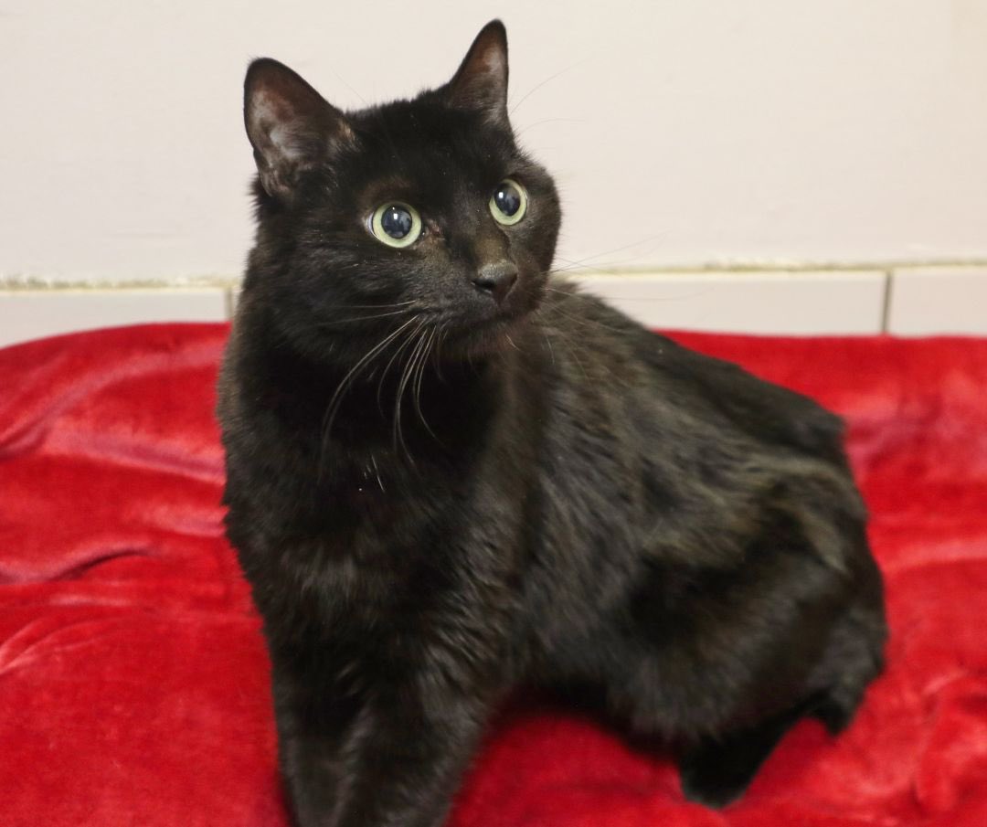 Fishtopher the Cat on Twitter: "FORKED RIVER, NJ! Roddy lost his human this year and his anxiety ...