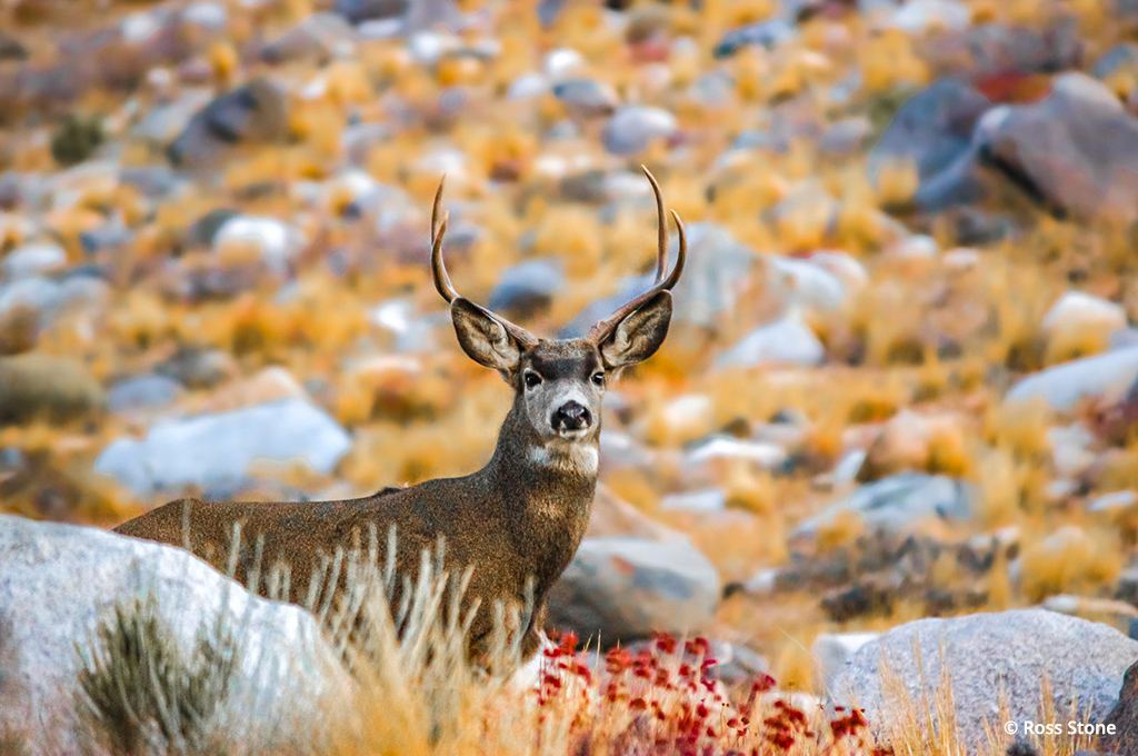 Photo Of The Day By Ross Stone https://t.co/0GulGEXt3P #photography # ...