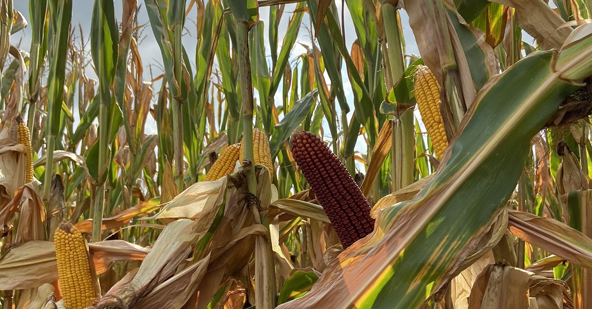 Enogen Corn | Syngenta CA