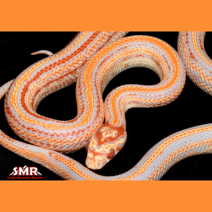 Amel Tessera Corn Snake