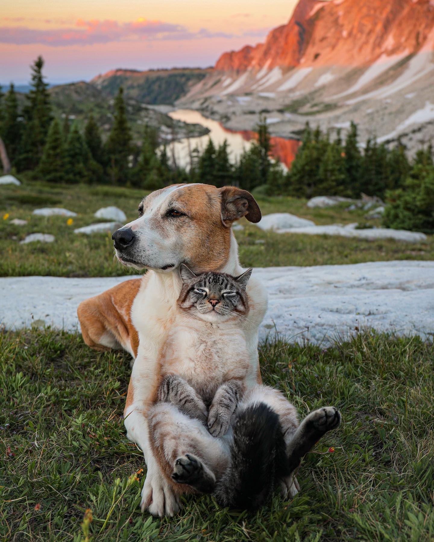 True Best Friend Animals