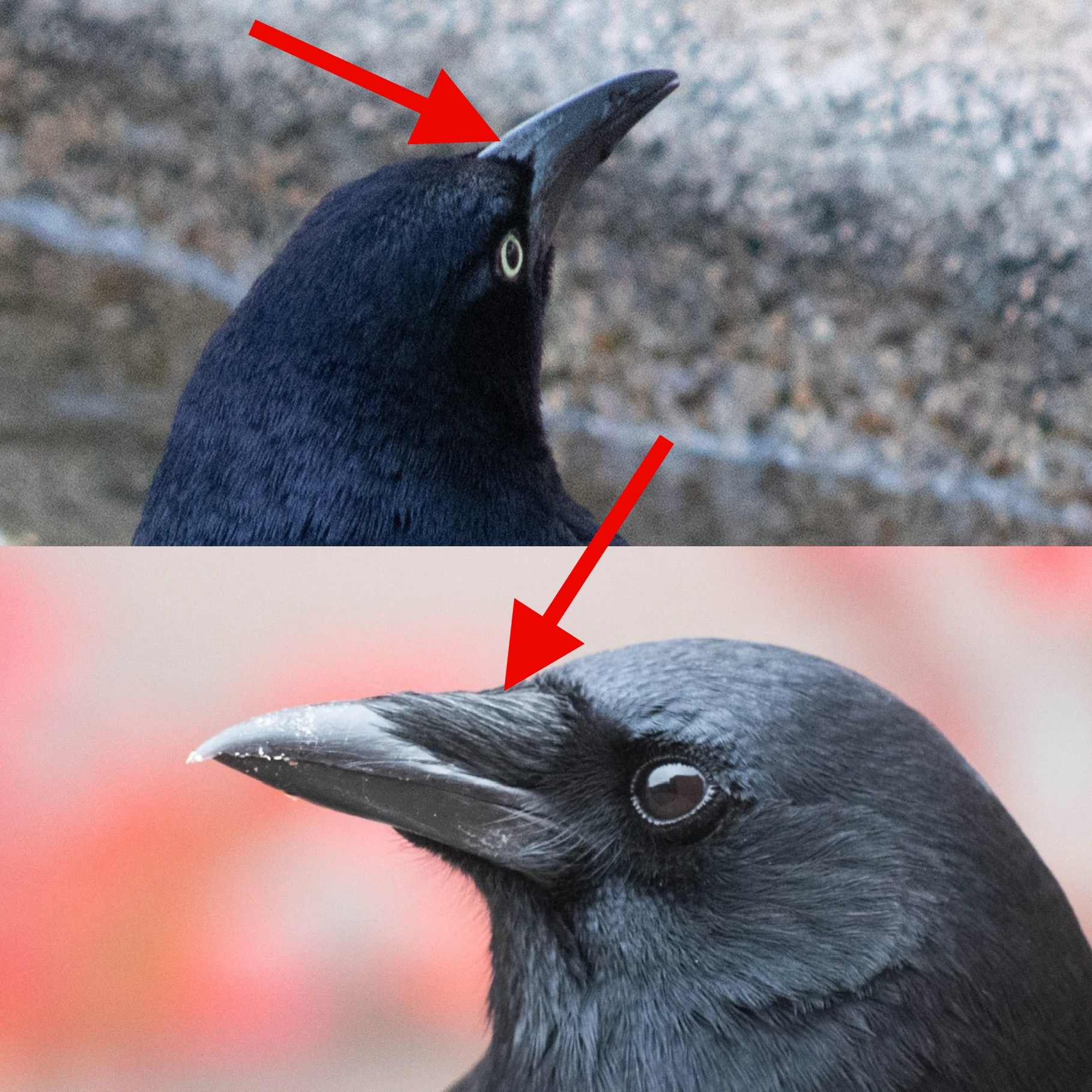 Grackle And Crow