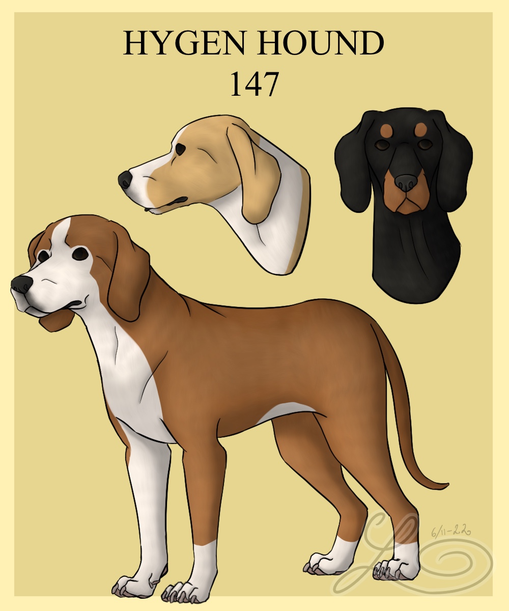 What Is The Breed Of Hygen Hound