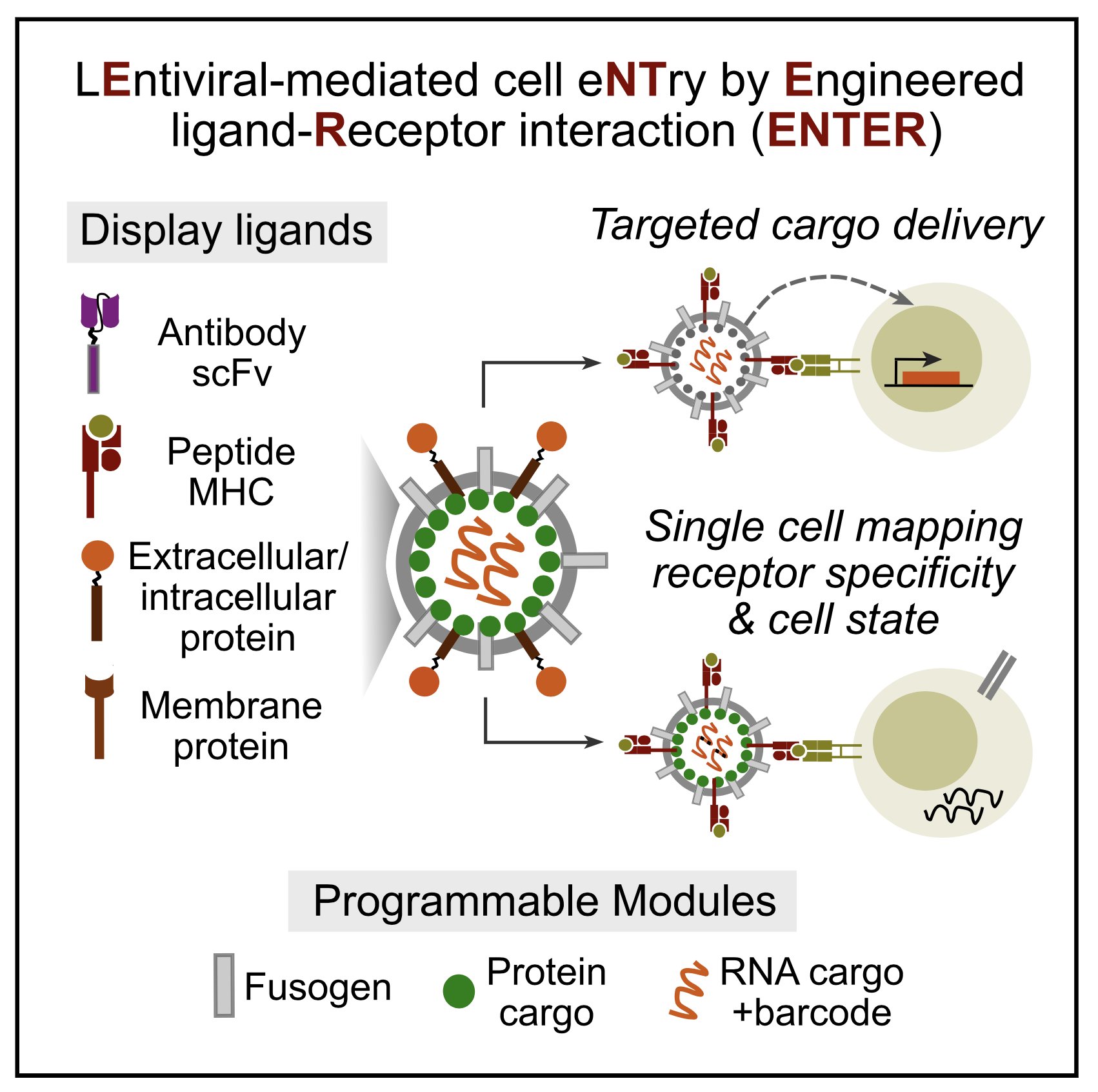 Bingfei Yu on Twitter: "Our work on ENTER is finally out @CellCellPress! Like📱that can 📷📞🎧 ...