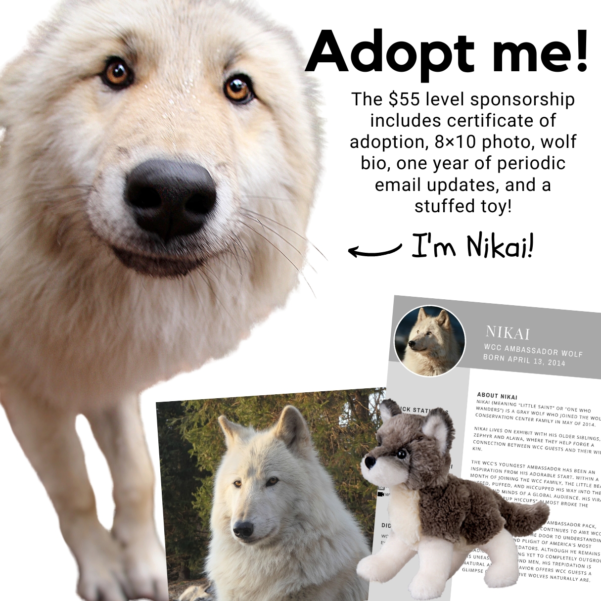 Wolves For Adoption
