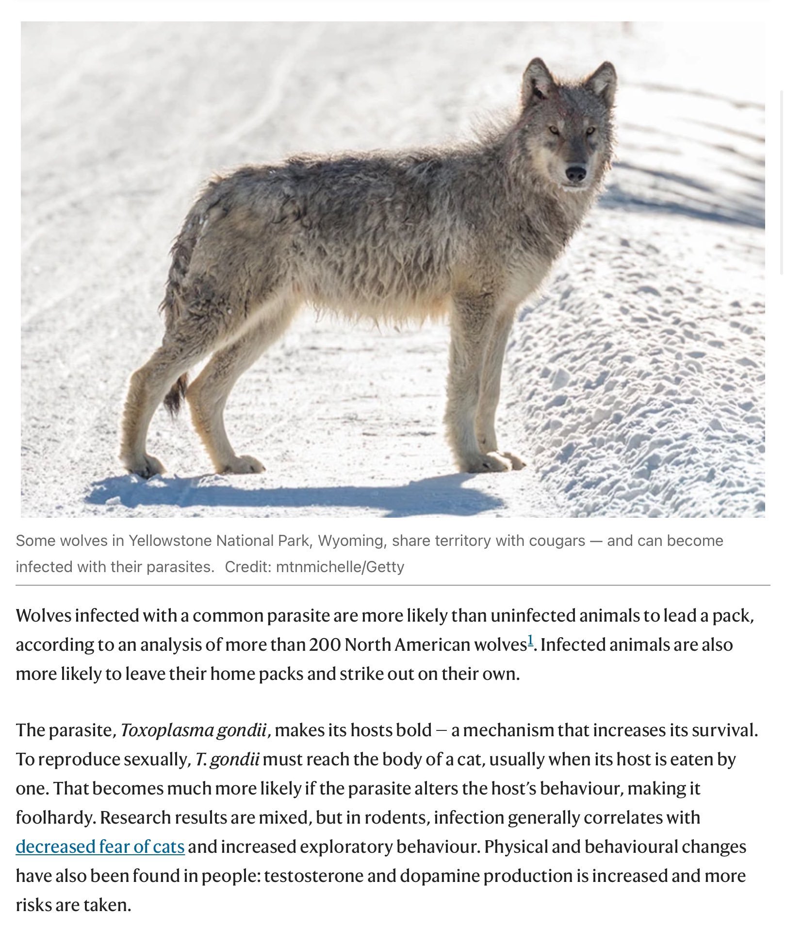 Wolf Parasite Golden Jackal Wikipedia