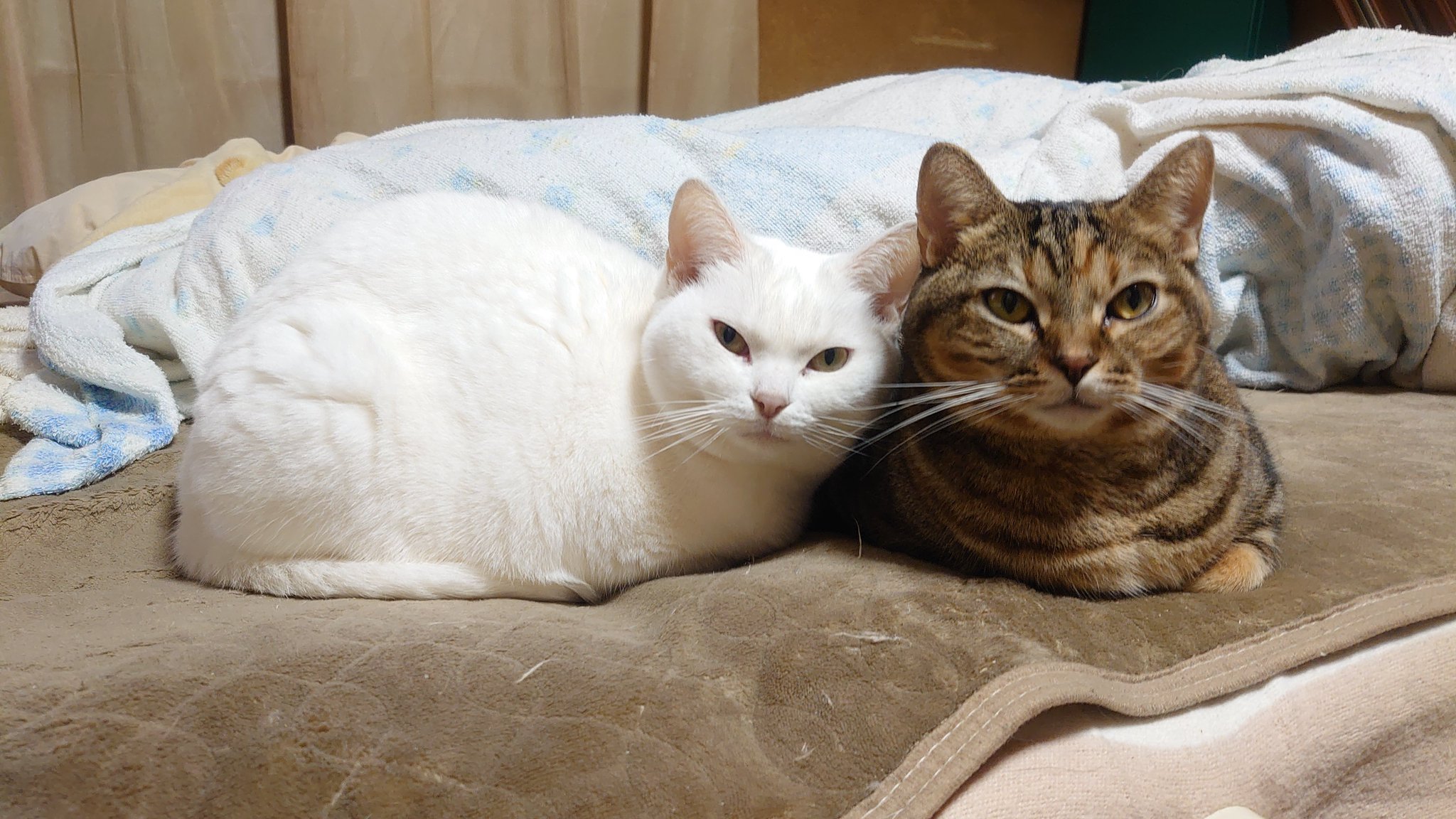 まりか@DQX on Twitter: "まとめww🤣 https://t.co/AzO3QKhGGv" / Twitter