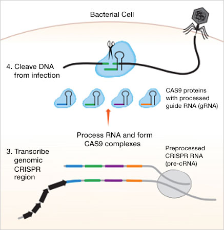 🧵Intro to CRISPR Here we will look at the discovery of CRISPR. - Thread ...