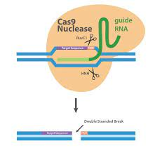 🧵Types of CRISPR Here we will look at the discovery of CAS9 and the ...