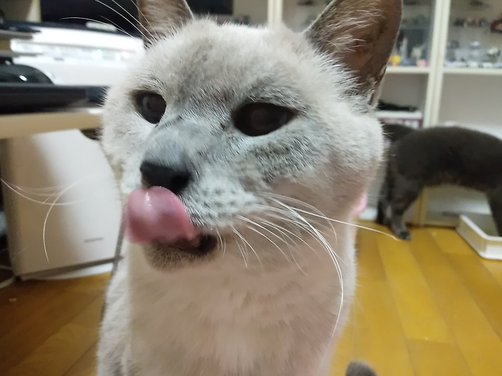 Ruby & Emmeline on Twitter: "さ～て寝るかレオンくん。 https://t.co/mLcO1TFesd" / Twitter