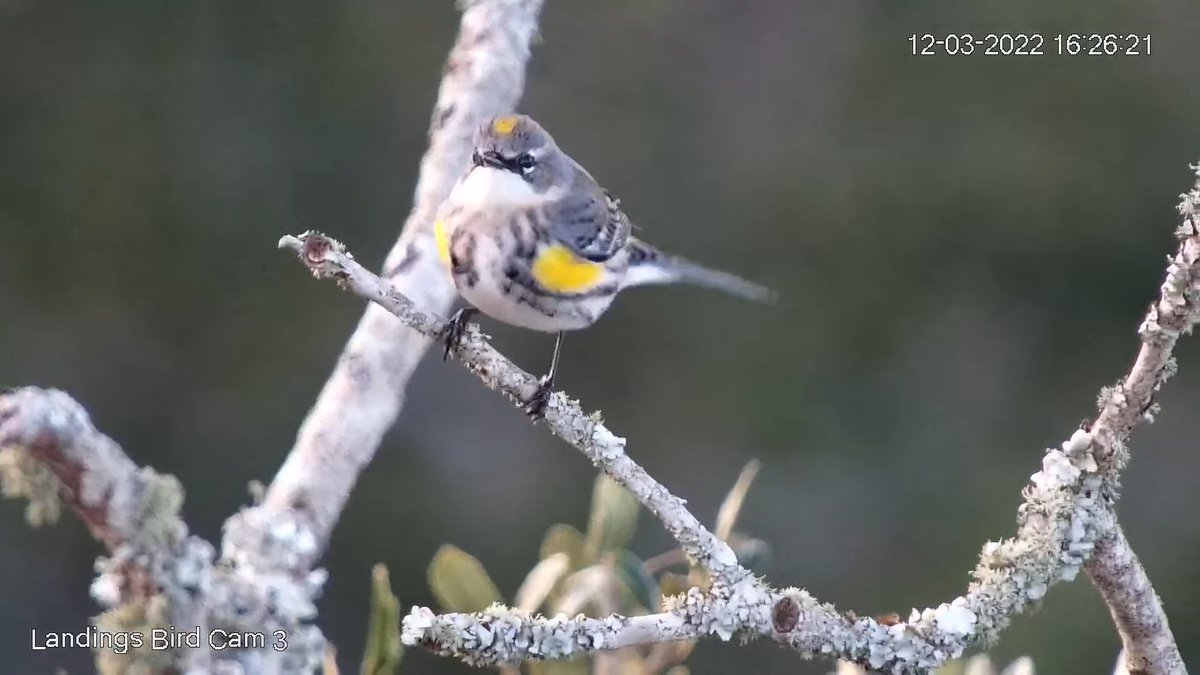 SavannahNest on Twitter: "16:30, 12/3 Birds on a neighborhood tour ...