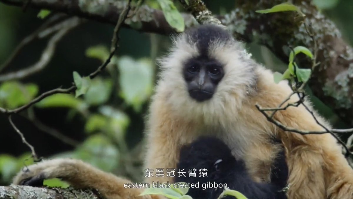Eastern black crested gibbon is among the 25 most endangered primates ...