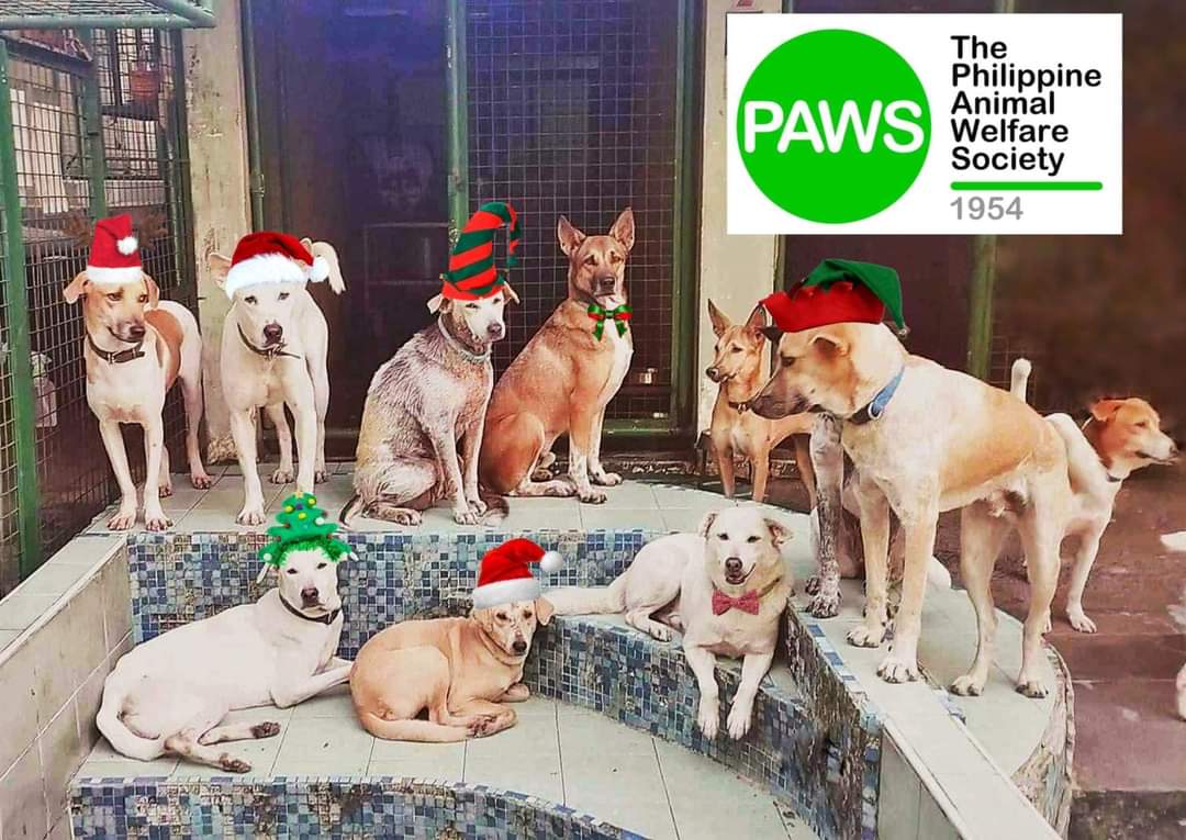 How Can I Adopt A Dog From Paws Philippines