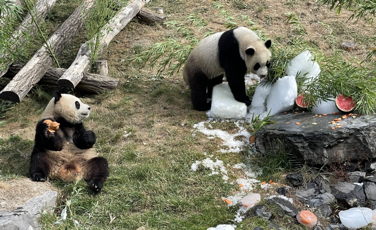 In Belgium, a zoo that is hosting five giant pandas and has worked with ...