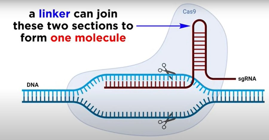 🧵CRISPR CAS9 Here we will look at the CAS9 enzyme. - Thread from ...