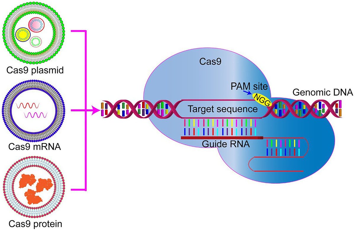 🧵CRISPR CAS9 Here we will look at the CAS9 enzyme. - Thread from ...