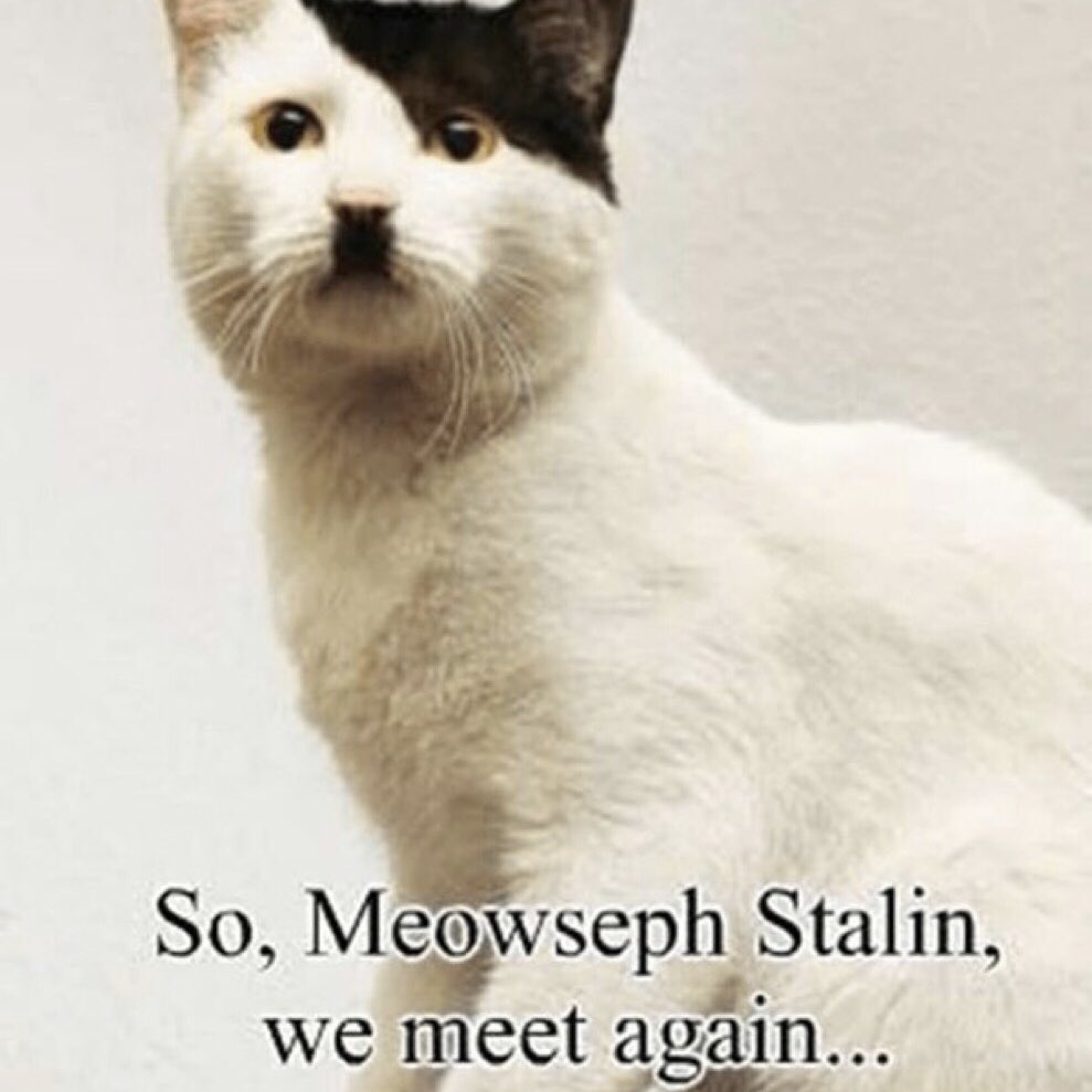 Stalin Cat Meme