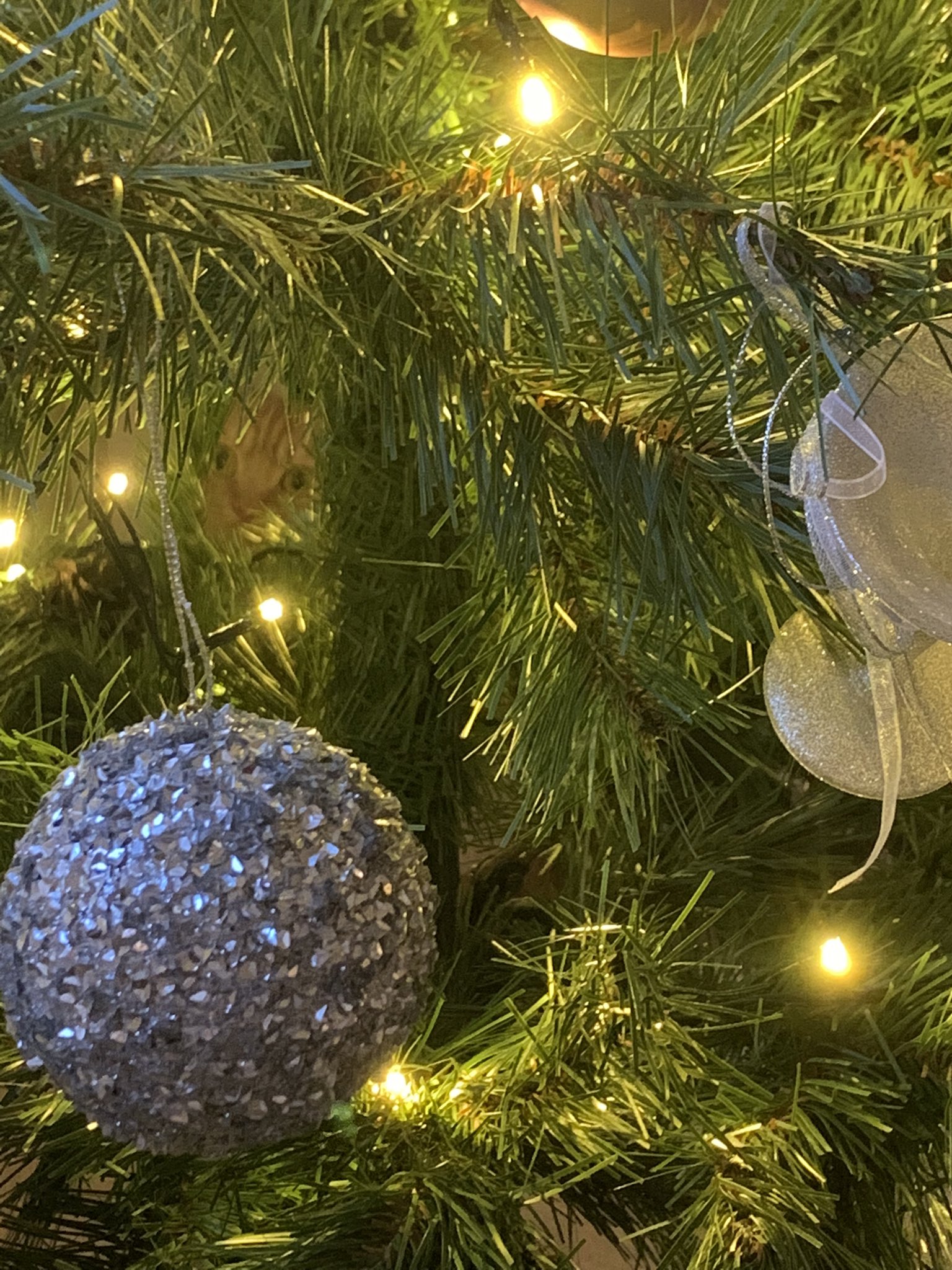 TW Pornstars - 🍂 AUTUMN AYRES 🍁 NO PPV EVER. Twitter. There’s a tree ...