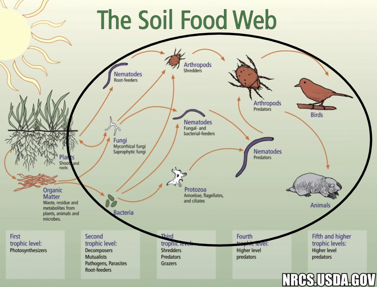 "The only thing that truly builds structure in your soil is life." -Dr ...
