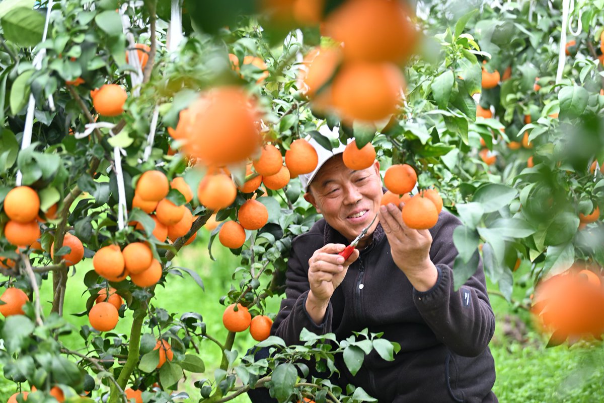 🍊🍊🍊Farmers at an orange plantation base in #Kunshan’s Qiandeng town are ...