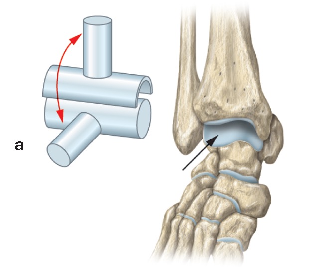 Ejemplo De Extension En Anatomia