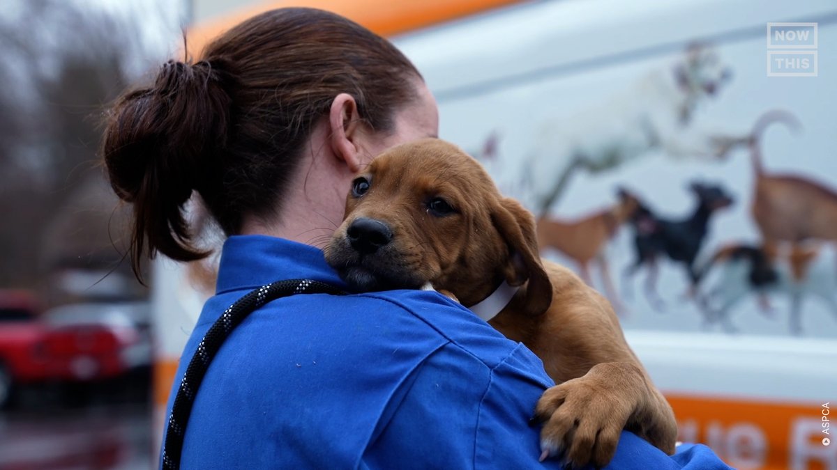 What happens when there are more animals available for adoption than ...