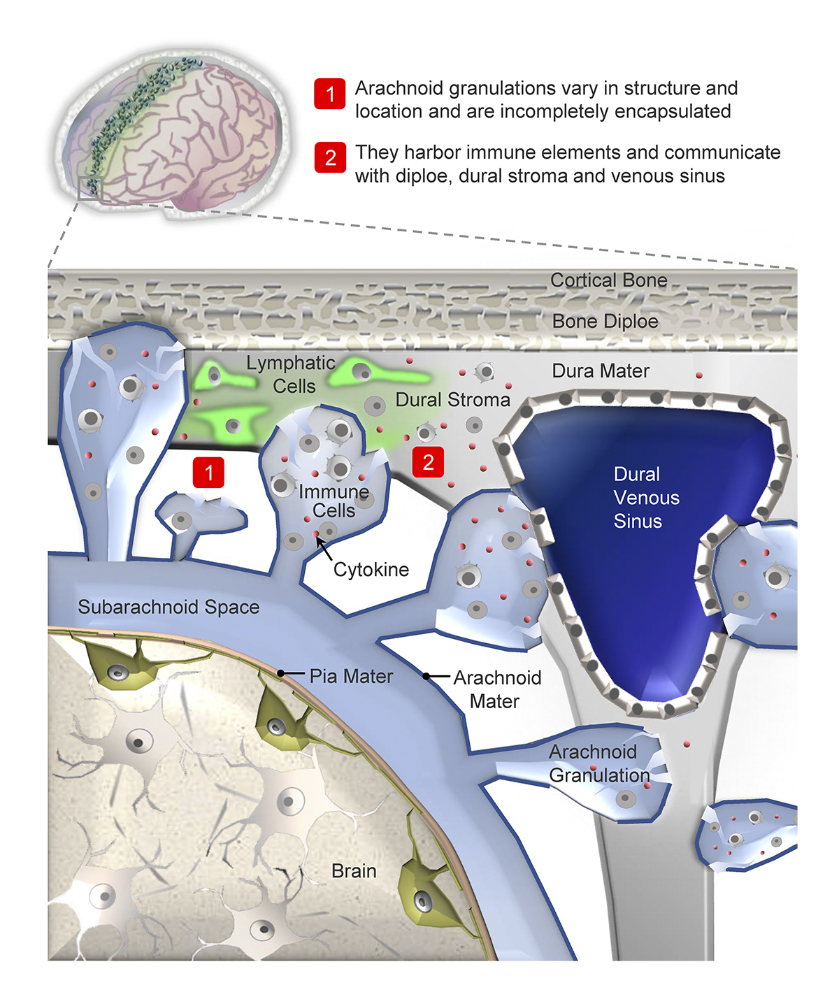 Arachnoid Granulations